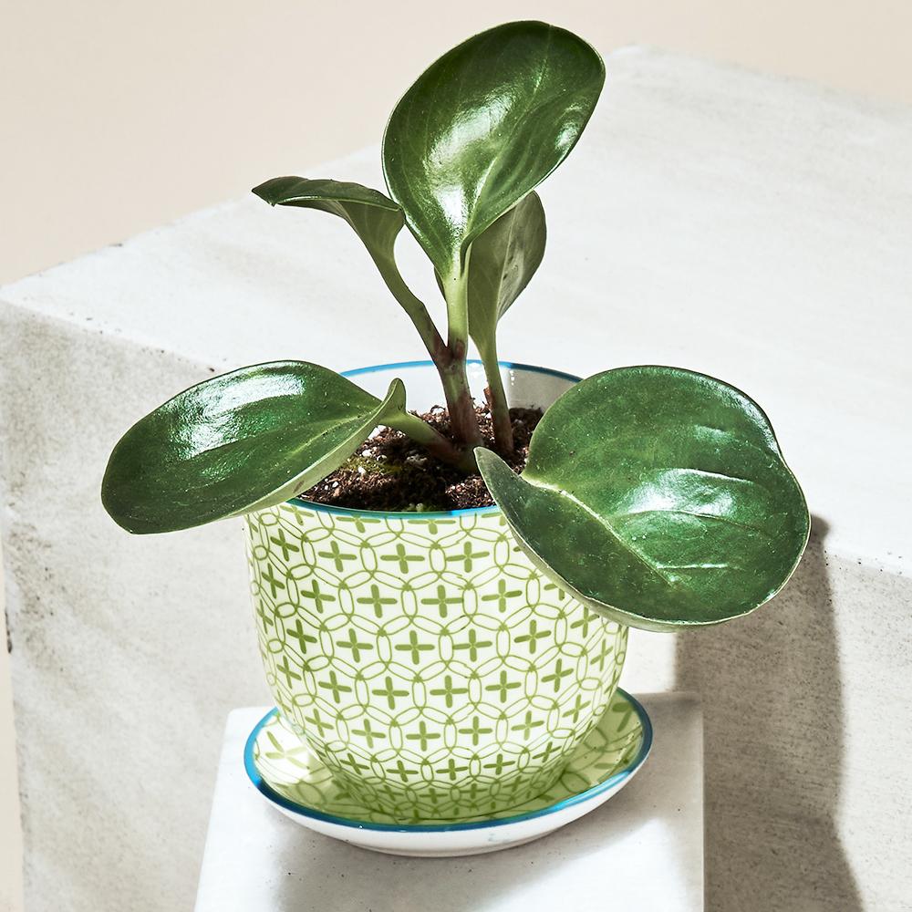 Small – Chive Canada Dev